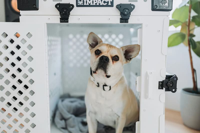 Dog Kennels in Santa Fe | Two Casitas